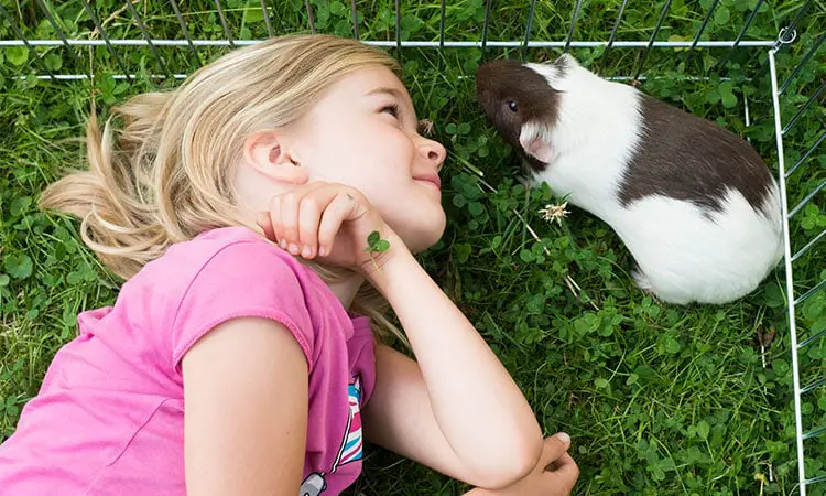 16 Reasons Why Guinea Pigs Make Great Pets - Pocket Pet Central