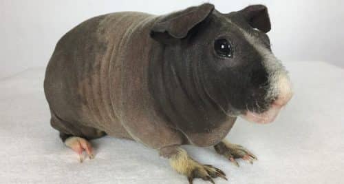 The Complete List of Guinea Pig Breeds - Pocket Pet Central