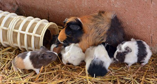 Where Do Guinea Pigs Live in the Wild? 8 Interesting Facts About Wild ...