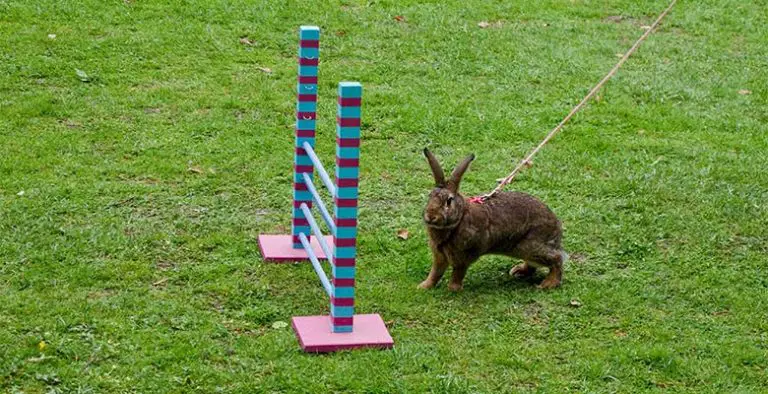 What Animals Are Considered Pocket Pets? Complete List - Pocket Pet Central