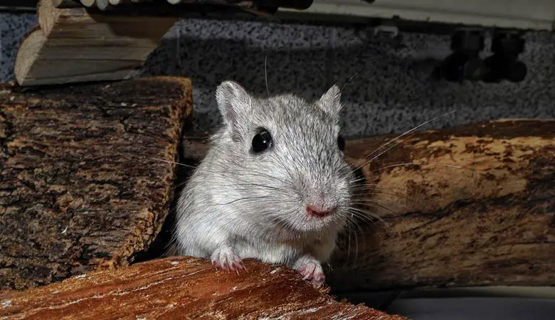 Can A Gerbil Be Kept Alone? {Will They Feel Lonely?} - Pocket Pet Central