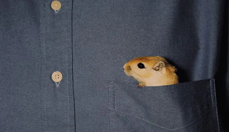 How Do I Know if my Gerbil is Happy? {4 Positive Signs} - Pocket Pet ...