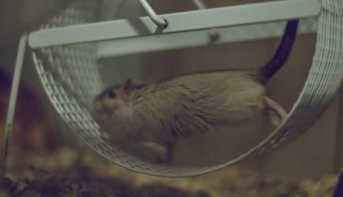 Can Gerbils Die of Loneliness? {6 Ways to Keep a Lonely Gerbil Happy ...
