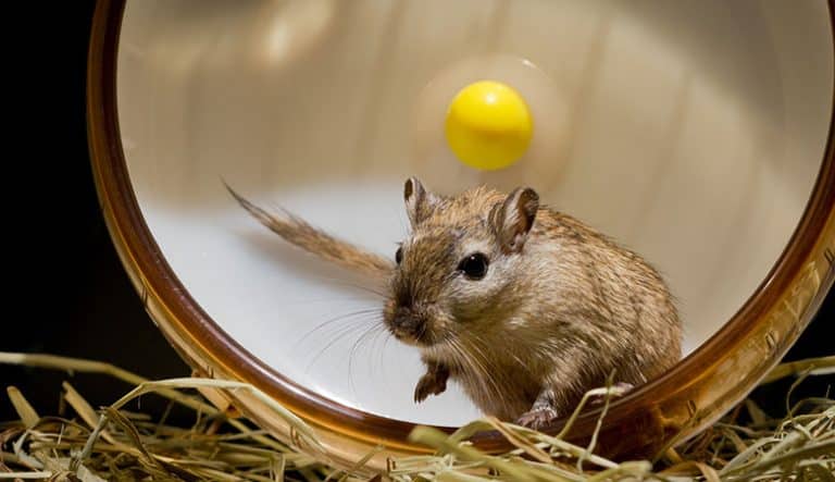 How Do I Know if my Gerbil is Happy? {4 Positive Signs} - Pocket Pet ...