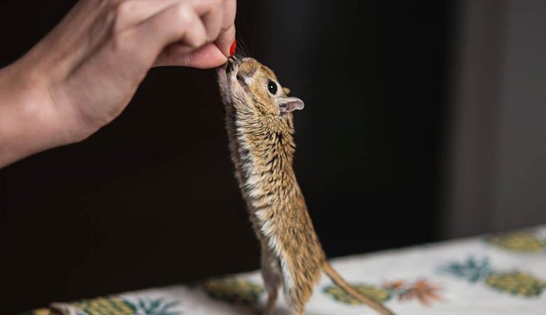 How Often And How Much Should You Feed a Gerbil? - Pocket Pet Central