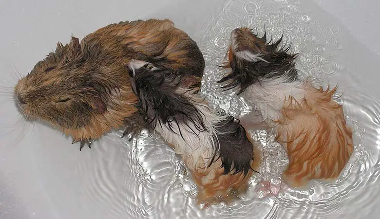 Can Guinea Pigs Swim? Is It Dangerous For Them? - Pocket Pet Central