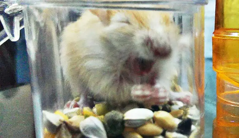 Can You Overfeed a Gerbil? - Pocket Pet Central
