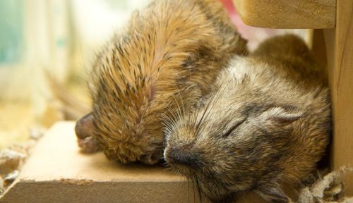 Do Gerbils Sleep At Night {Do They Make Noises During Night?} - Pocket ...