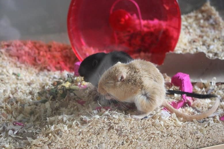 Why Do Gerbils Puff Up? - Pocket Pet Central