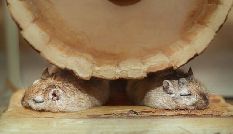 How Long Do Gerbils Sleep? {Where & When} - Pocket Pet Central