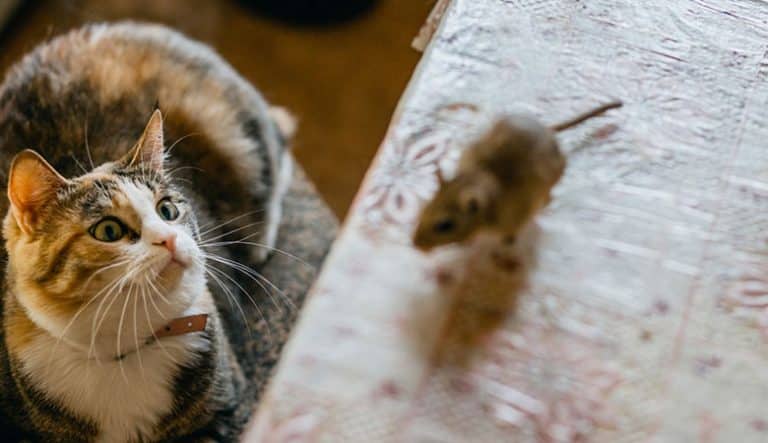 Why Does My Gerbil Try to Escape? {How to Prevent it} - Pocket Pet Central