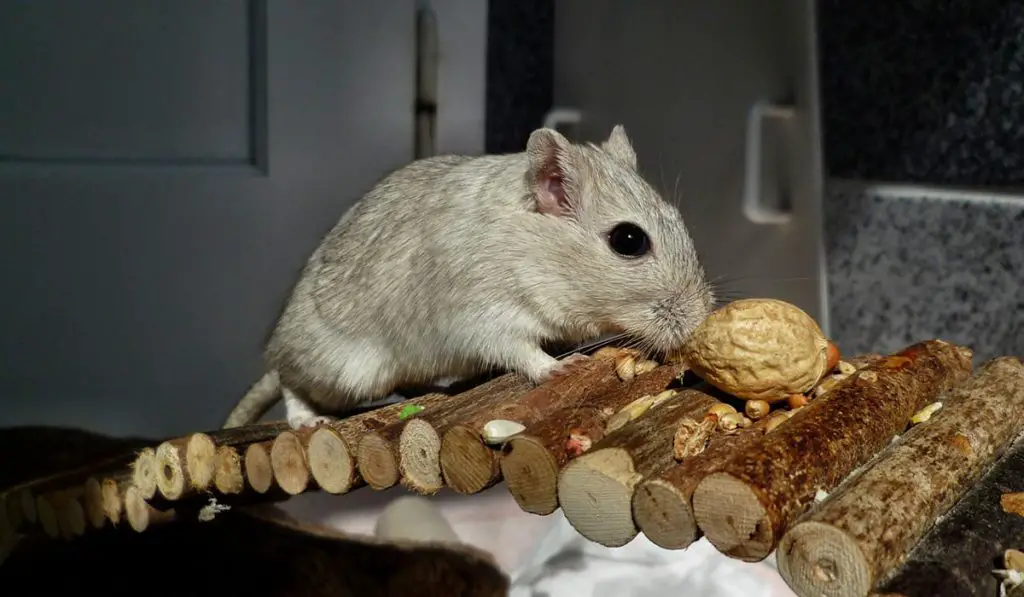 Do Gerbils Sleep At Night {Do They Make Noises During Night?} - Pocket ...