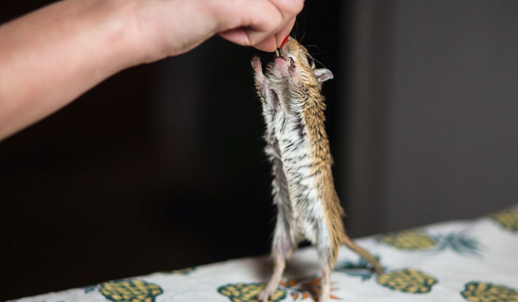 What Happens if a Gerbil Bites You? {Can Bites be Dangerous?} - Pocket ...