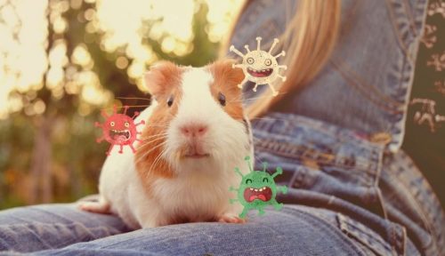 Are Guinea Pig Diseases Contagious to Humans? - Pocket Pet Central