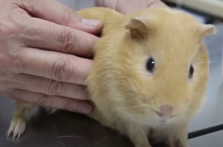 Are Guinea Pig Allergies Common? {Can You Be Allergic To Guinea Pigs ...