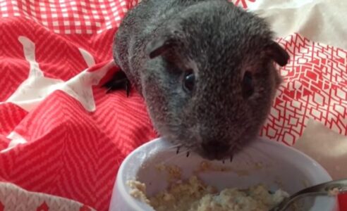 Are Guinea Pig Diseases Contagious to Humans? - Pocket Pet Central