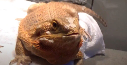 How Often Do Bearded Dragons Shed? - Pocket Pet Central