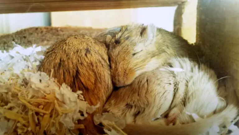 How Long Do Gerbils Sleep? {Where & When} - Pocket Pet Central