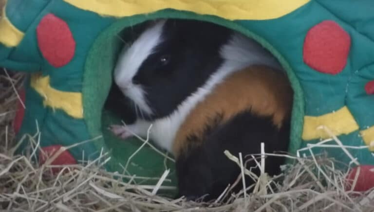 Why Is My Guinea Pig Lethargic? {Should I Be Worried} - Pocket Pet Central