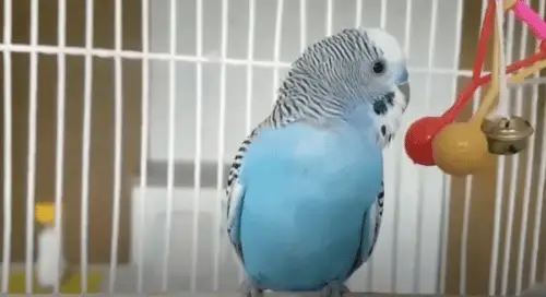 How Big Is A Budgie’s Brain? {Are They Clever?} - Pocket Pet Central
