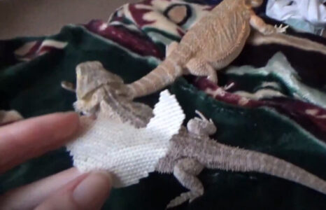 How Often Do Bearded Dragons Shed? - Pocket Pet Central