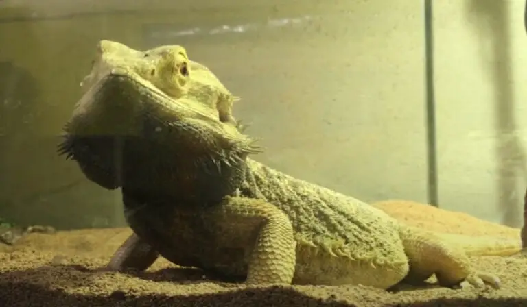 Why Is My Bearded Dragons Beard Black? - Pocket Pet Central