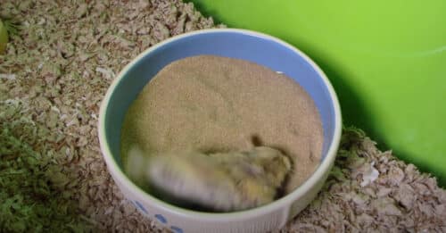 What Kind Of Sand Do You Use For A Hamster Bath - Pocket Pet Central