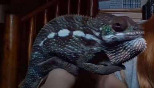 How To Tell If A Chameleon Is Dying {7 Sure Signs} - Pocket Pet Central