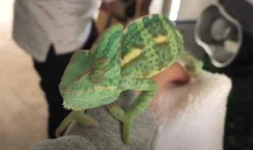 How To Tell If A Chameleon Is Dying {7 Sure Signs} - Pocket Pet Central