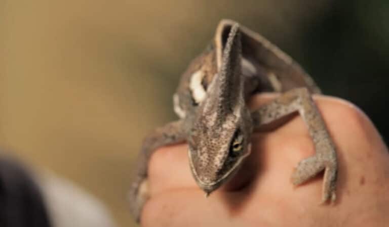 How To Tell If A Chameleon Is Dying {7 Sure Signs} - Pocket Pet Central
