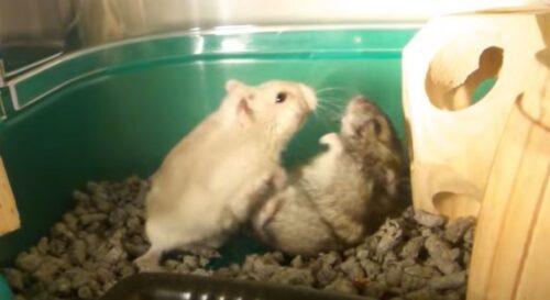 Will Hamsters Kill Each Other? {What Is Cage Rage?} - Pocket Pet Central