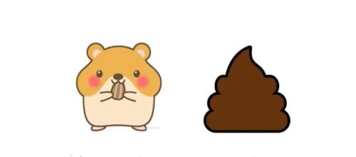 Why Do Hamsters Eat Their Poop {Is This Normal?} - Pocket Pet Central