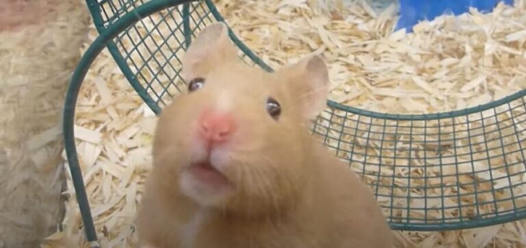 Can Hamsters Die From Loud Noises? {How To Calm A Stressed Hamster ...