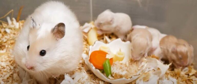 Do Hamsters Change Color? {Reasons You Need To Know} - Pocket Pet Central