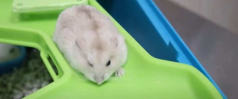 How Far Can a Hamster Fall? {What You Need To Do Now} - Pocket Pet Central