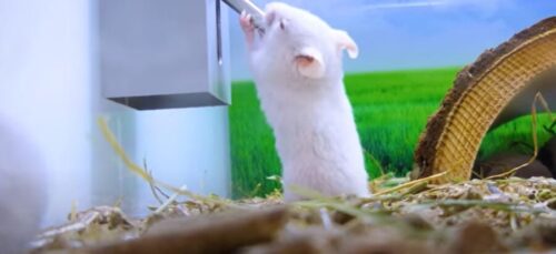 How Far Can a Hamster Fall? {What You Need To Do Now} - Pocket Pet Central