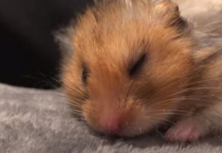 How to Treat Bumblefoot in Hamsters {Should We Go To The Vet?} - Pocket ...