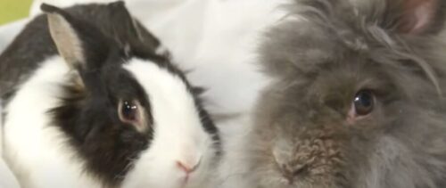 Male vs. Female Rabbits {23 Things You Need to Know} - Pocket Pet Central