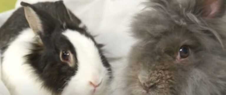 Male vs. Female Rabbits {23 Things You Need to Know} - Pocket Pet Central