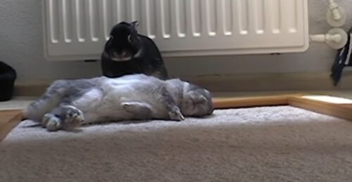 How to Identify Shock in Rabbits & Get Them Out of Shock - Pocket Pet ...