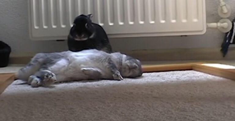 How to Identify Shock in Rabbits & Get Them Out of Shock - Pocket Pet ...