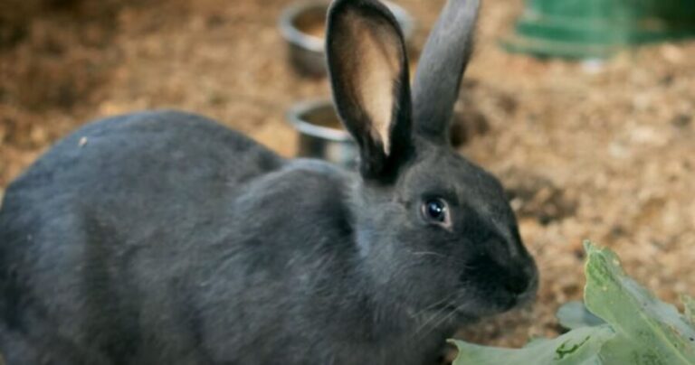 What Size Wire for Rabbit Cage Floor? {Are Wire Floors Ok For Rabbits ...