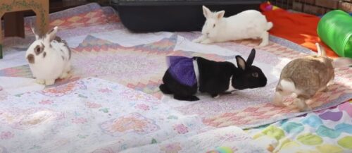 Do Rabbits Change Gender? {How You Can Tell A Male Rabbit From A Female ...