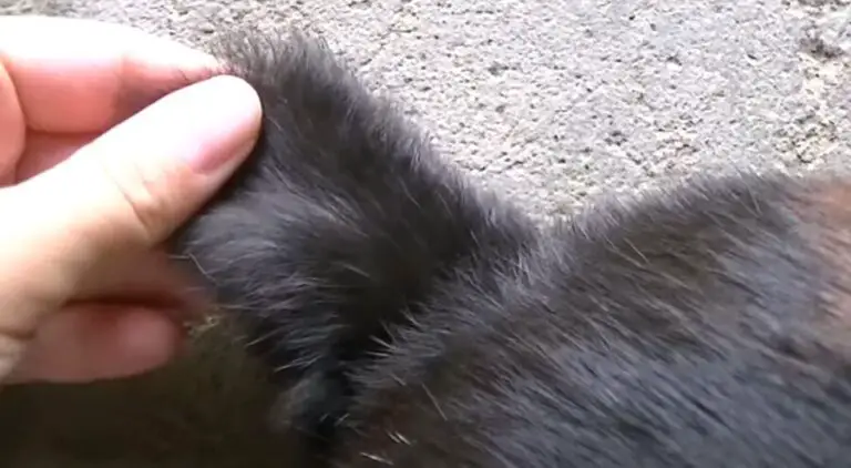 Can a Rabbit Break Its Tail? {Are Rabbits Tails Sensitive?} - Pocket ...