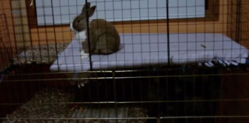 Should I Lock My Rabbit up at Night? {How To Calm a Rabbit} - Pocket ...