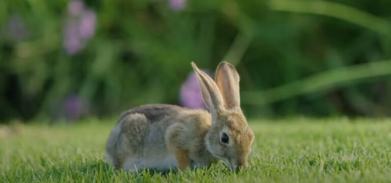 Can Rabbits Eat Acorns? {Bonus: Ultimate guide to Unsafe Rabbit foods ...