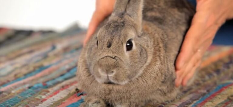 Why Is My Rabbit’s Stomach Gurgling? {How You Can Help} - Pocket Pet ...