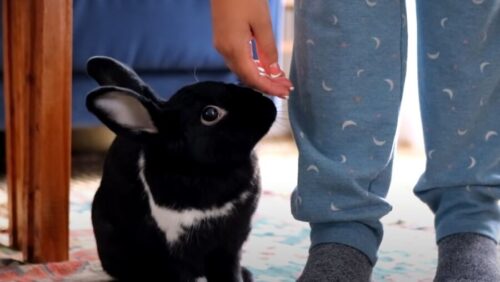 Do Rabbits Recognize Their Name? {Does My Rabbit Recognize Me ...