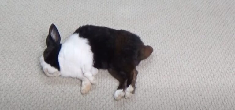 Can a Rabbit Break Its Tail? {Are Rabbits Tails Sensitive?} - Pocket ...