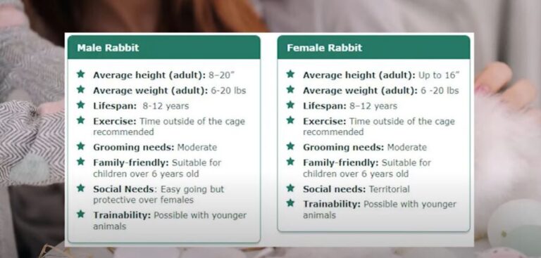 Male vs. Female Rabbits {23 Things You Need to Know} - Pocket Pet Central